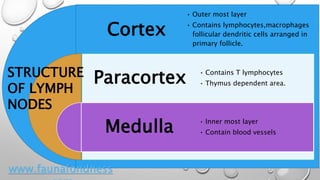 Secondary lymphoid organs - Faunafondness | PPT