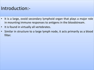 Secondary lymphoid organ (spleen) | PPTX