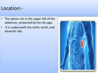 Secondary lymphoid organ (spleen) | PPTX