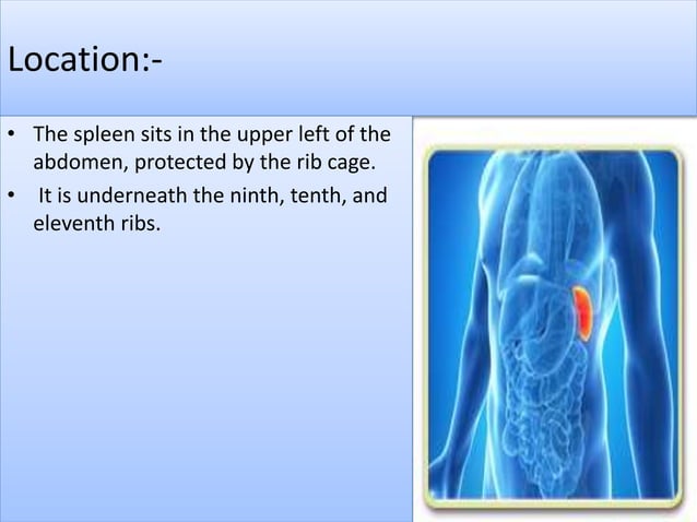 Secondary lymphoid organ (spleen) | PPTX