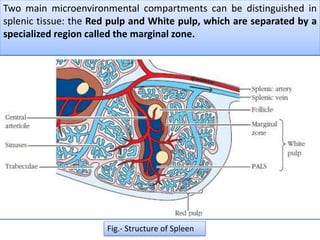 Secondary lymphoid organ (spleen) | PPTX