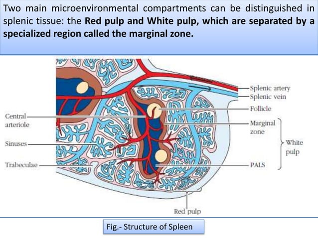 Secondary lymphoid organ (spleen) | PPTX