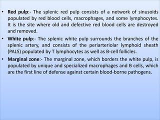 Secondary lymphoid organ (spleen) | PPTX