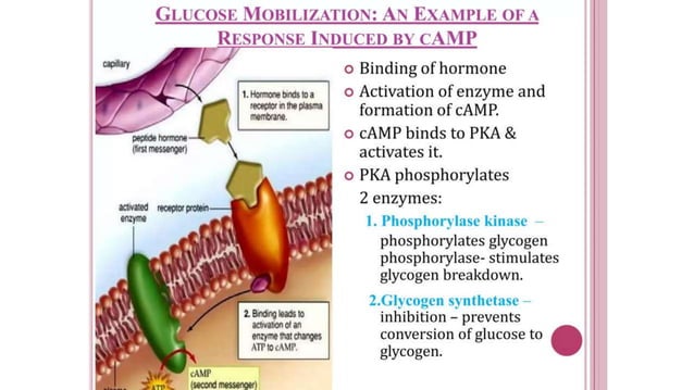 Secondary Messengers-1.pptx | Biological Sciences | Science