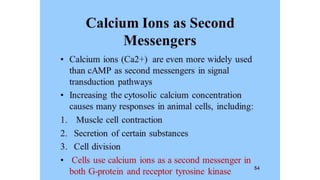Secondary Messengers-1.pptx | Biological Sciences | Science