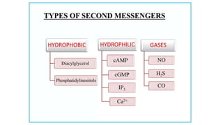 Secondary Messengers-1.pptx | Biological Sciences | Science