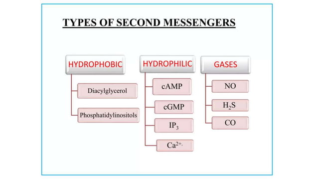 Secondary Messengers-1.pptx | Biological Sciences | Science