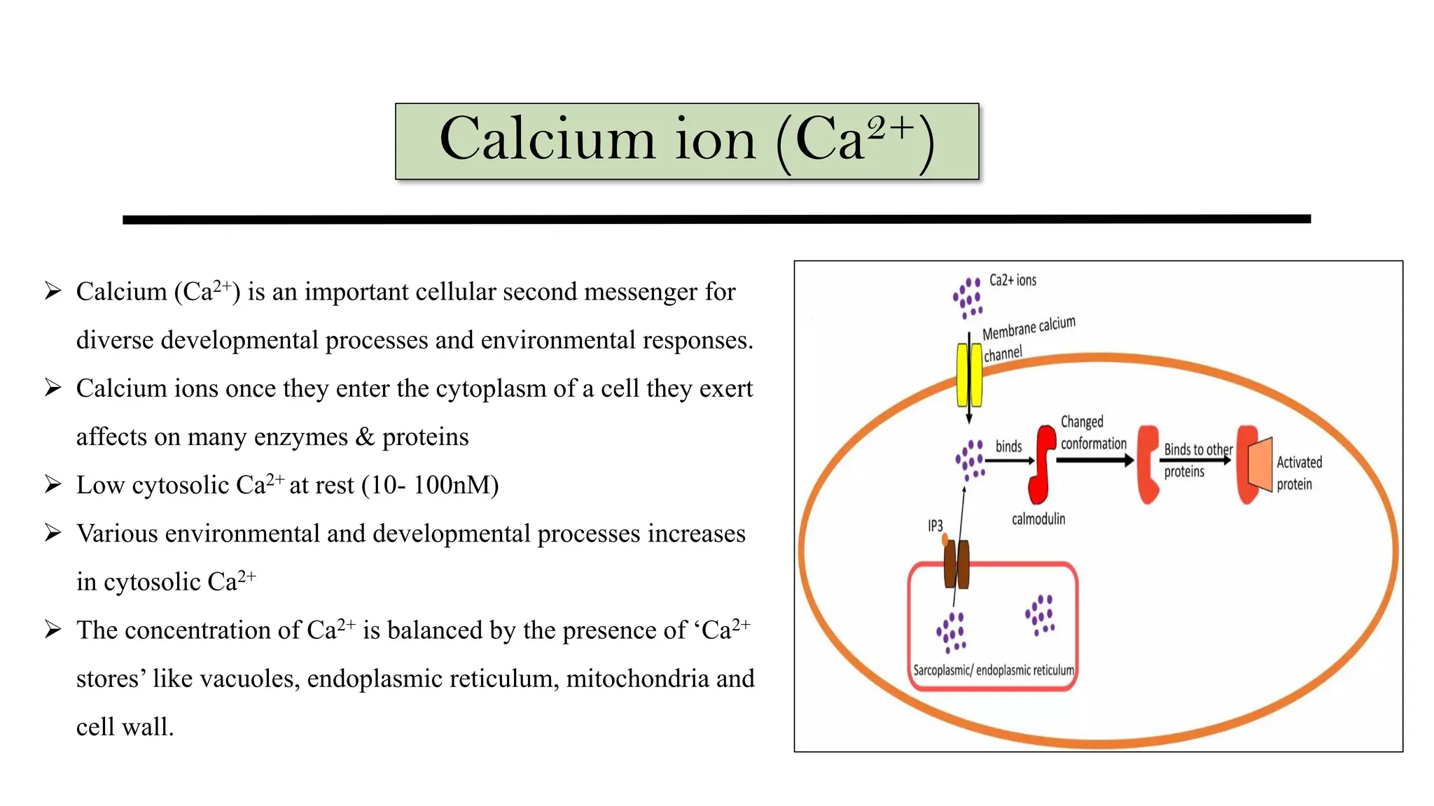 Secondary messengers.pdf