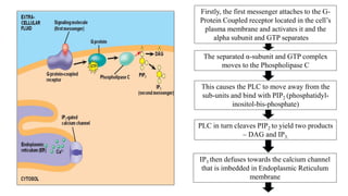 Secondary messengers.pdf