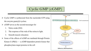 Secondary messengers.pdf