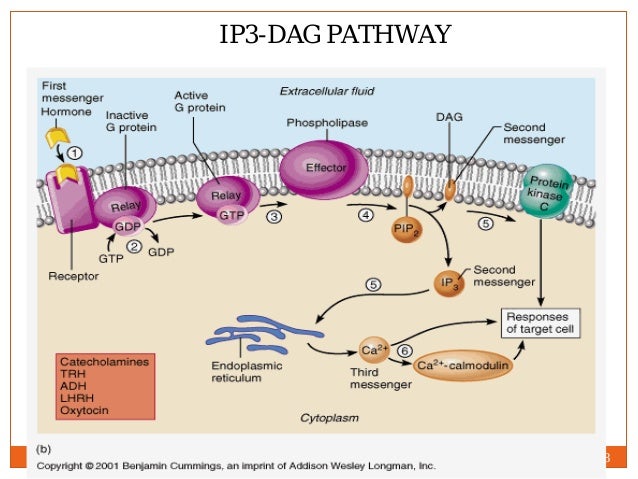 Assignment on Secondary messengers and intracellular signaling