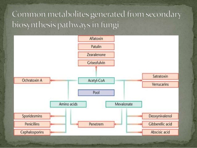 Secondary metabolism of Fungi