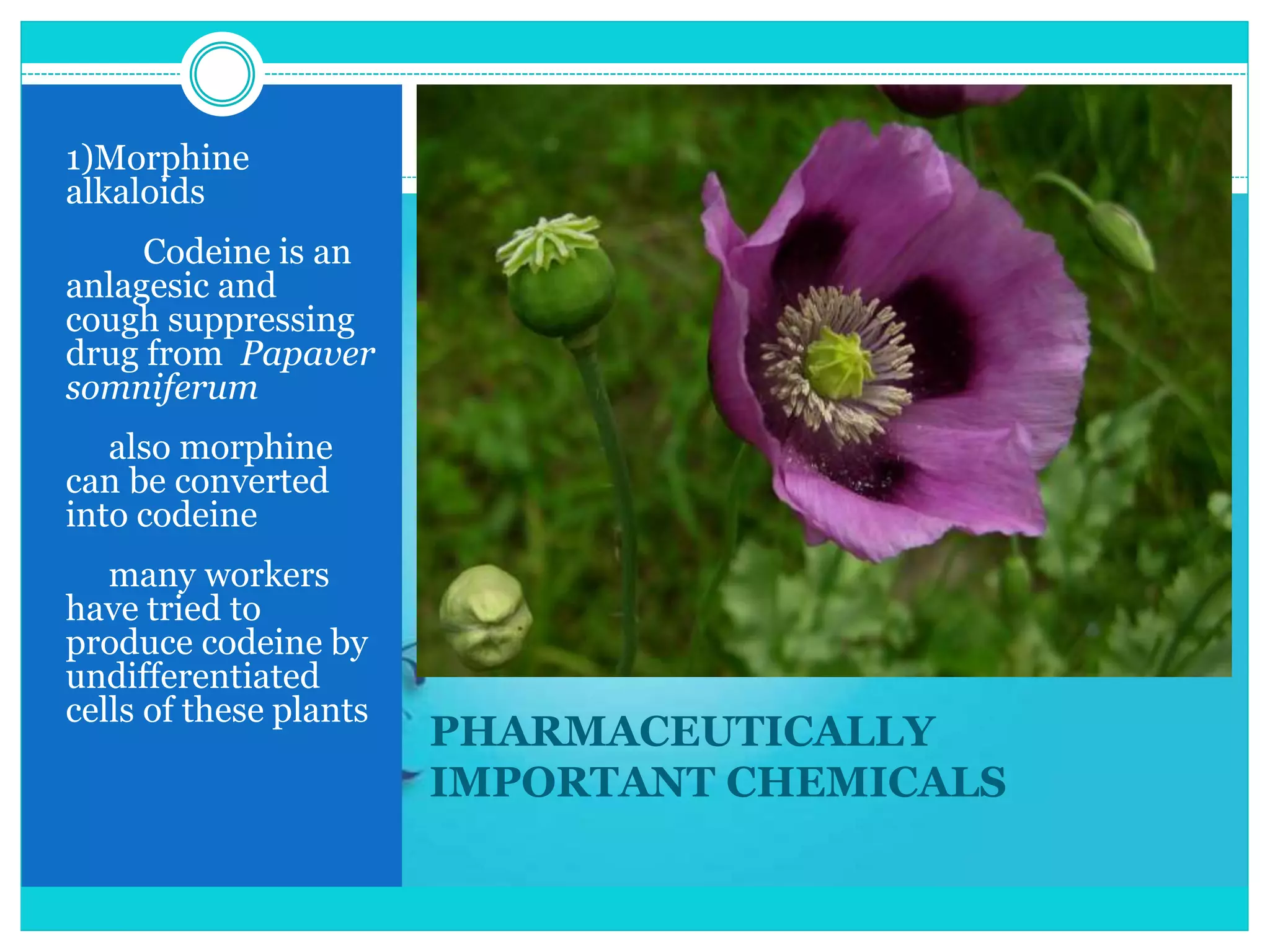 SECONDARY METABOLITE PRODUCTION.pdf