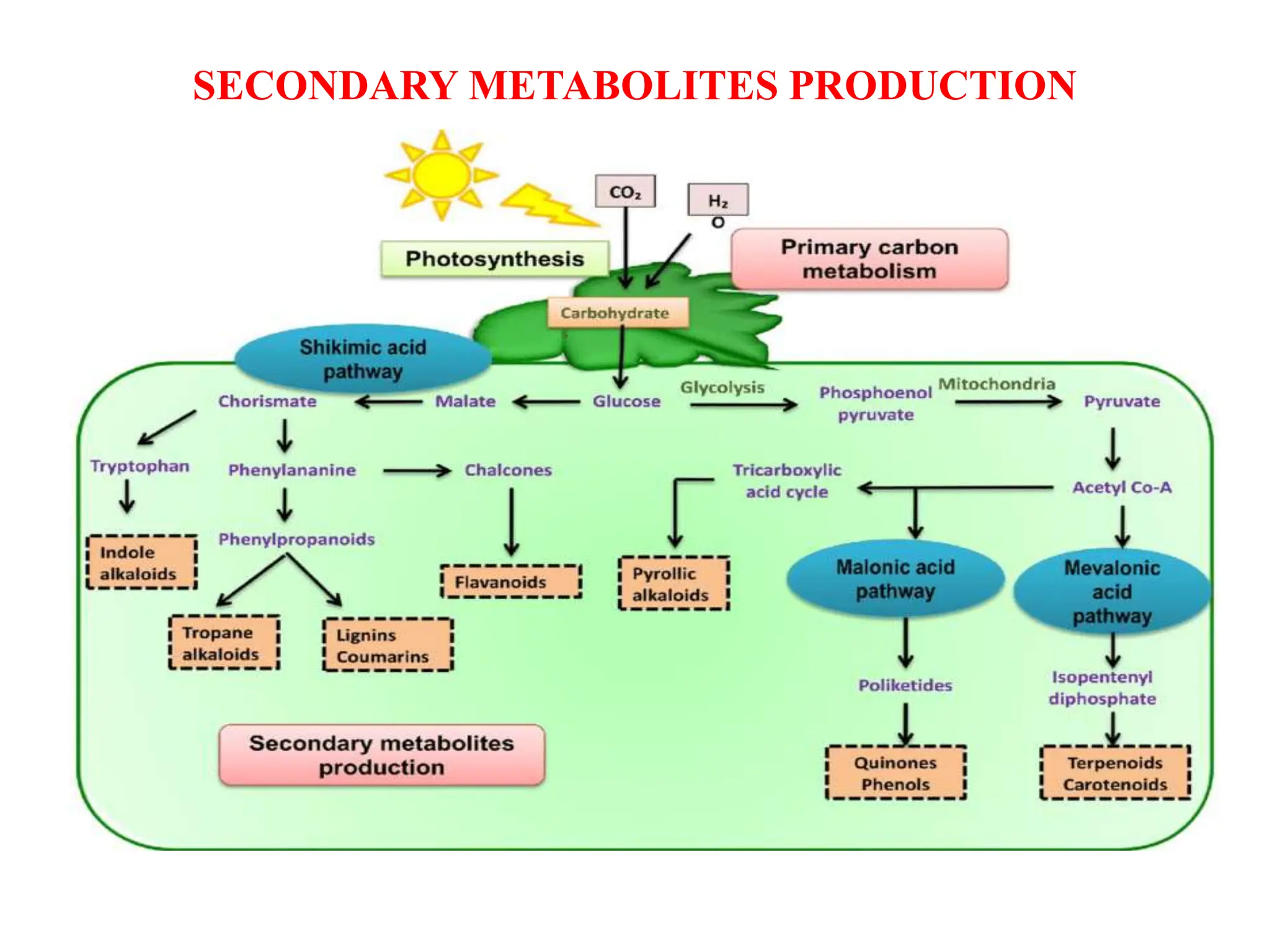 Secondary metabolite ,Plants and Health Care | PDF