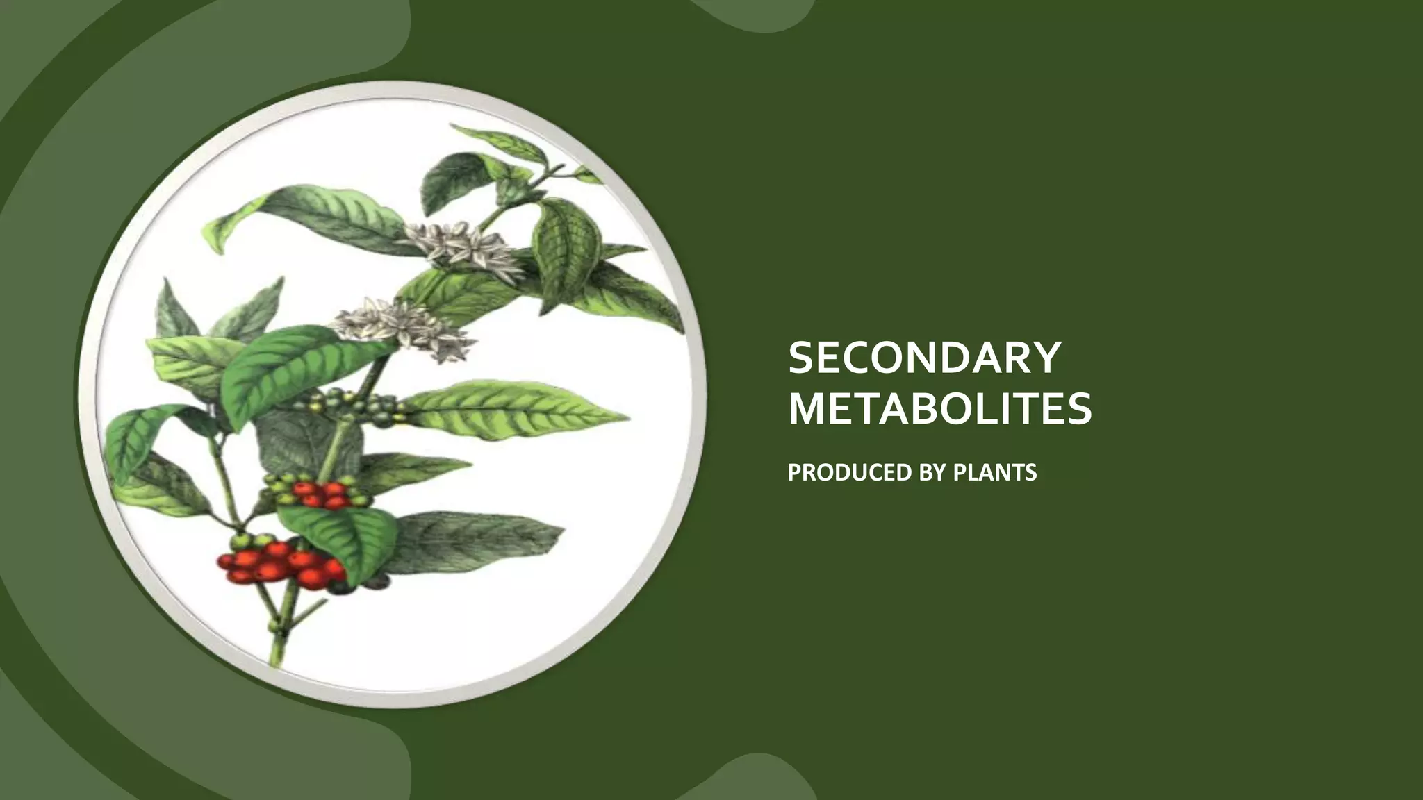 Secondary metabolites plants | PPTX