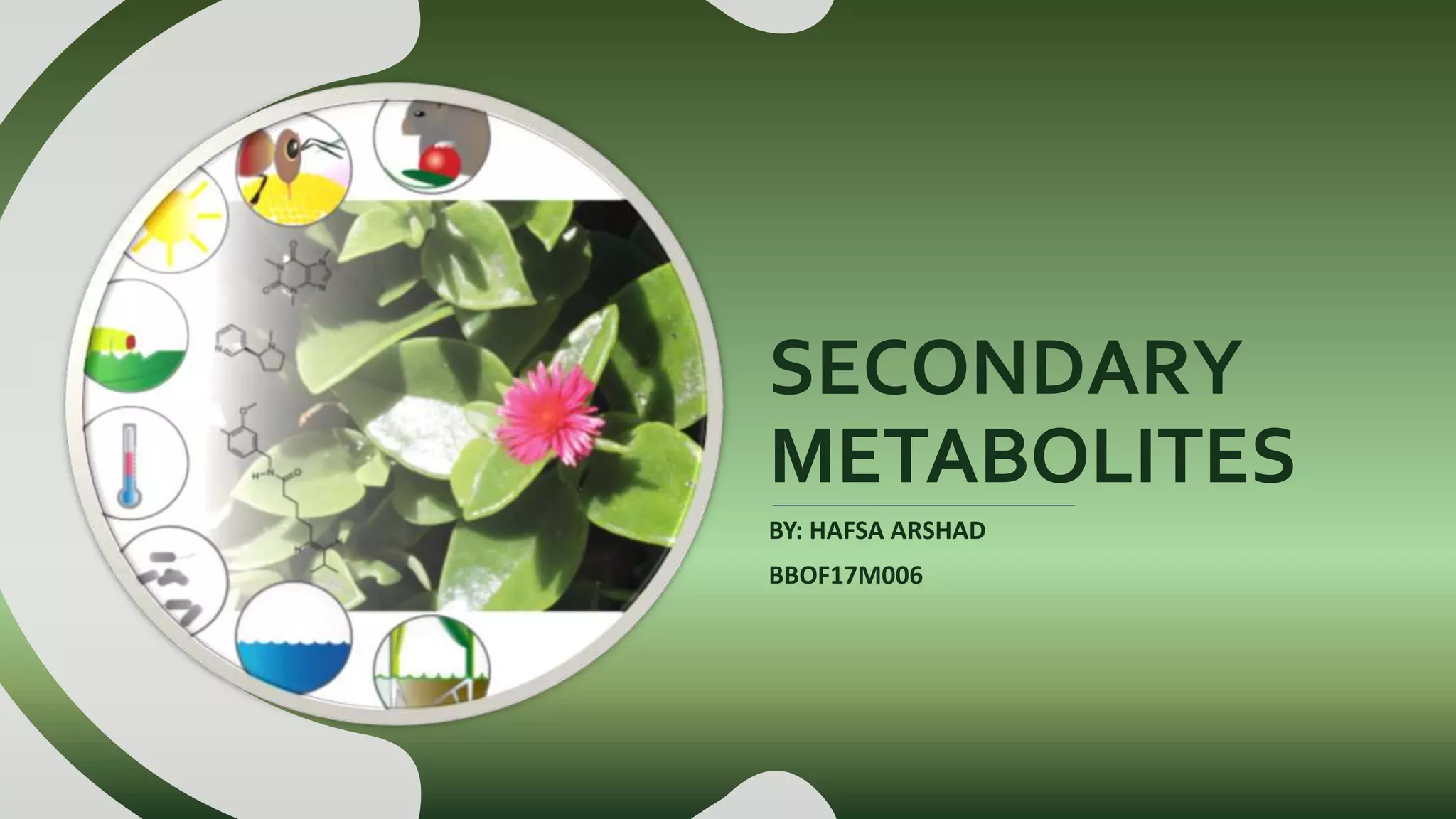 Secondary metabolites plants | PPT