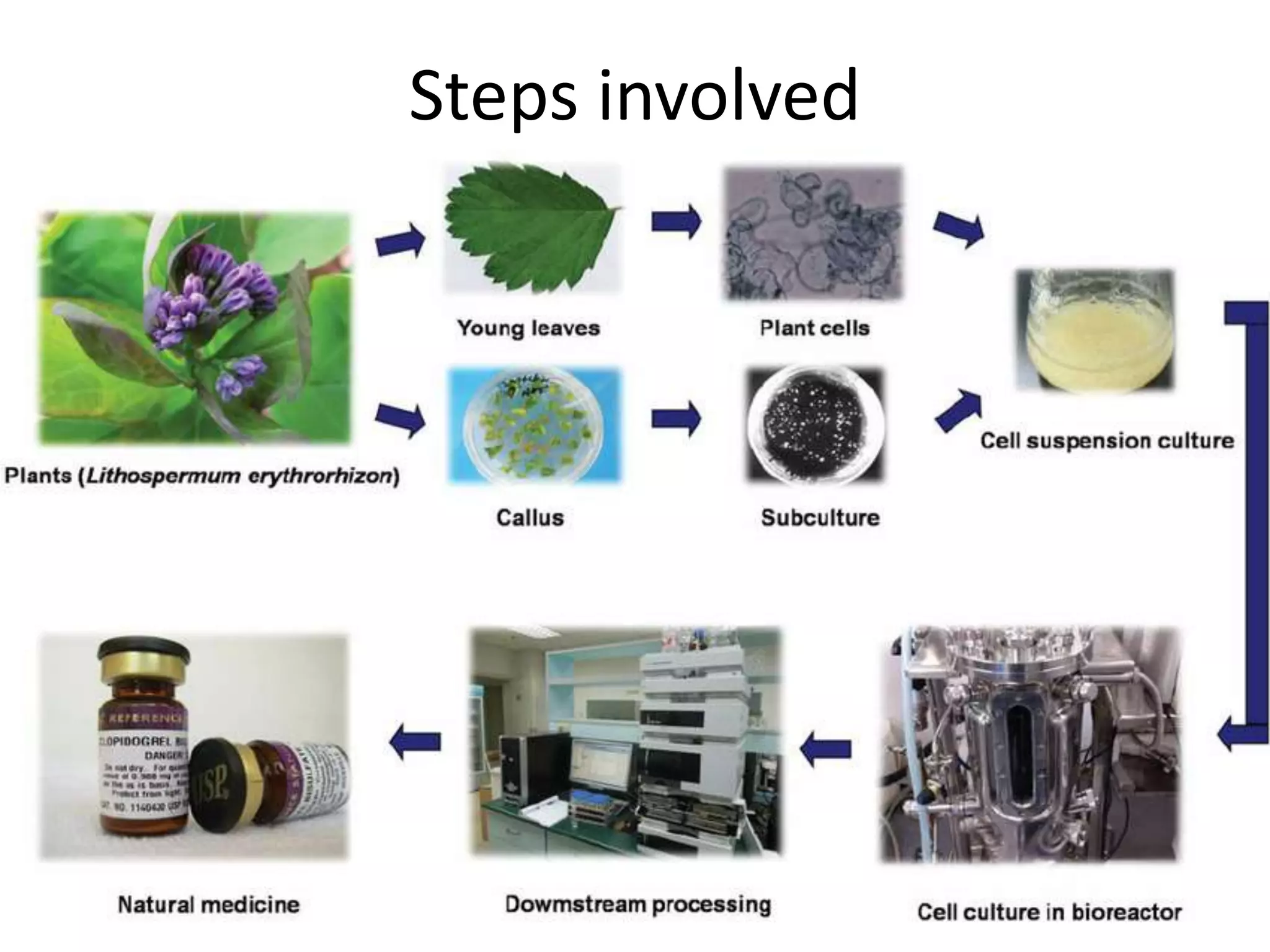 Secondary metabolities, Shikonin production | PPTX