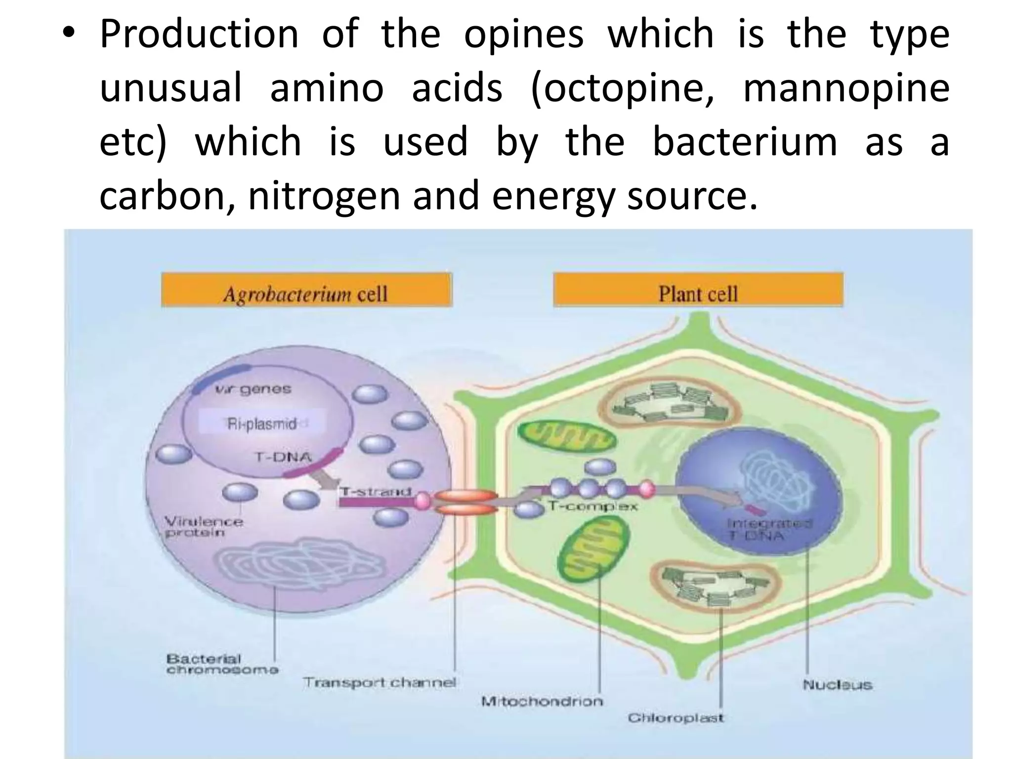 Secondary metabolities, Shikonin production | PPTX