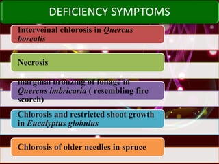 Secondary plant nutrients their detailed information, deficiency ...