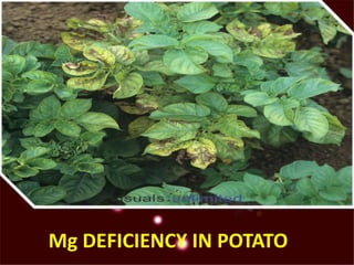 Secondary plant nutrients their detailed information, deficiency ...