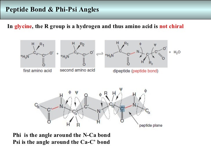 Secondary structural elements & ramachandran plot