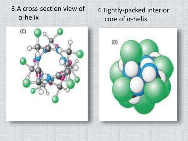 Secondary Structure Of Protein (Repeating structure of protein) | PPTX