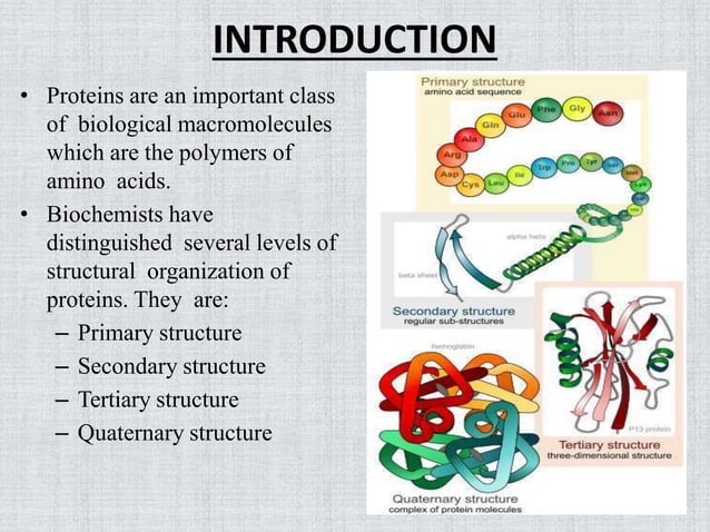 Secondary Structure Of Protein (Repeating structure of protein) | PPTX
