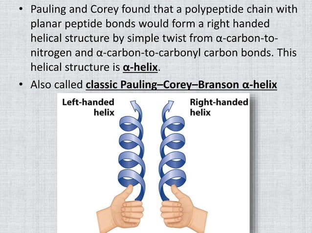 Secondary Structure Of Protein (Repeating structure of protein) | PPTX