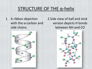 Secondary Structure Of Protein (Repeating structure of protein) | PPTX