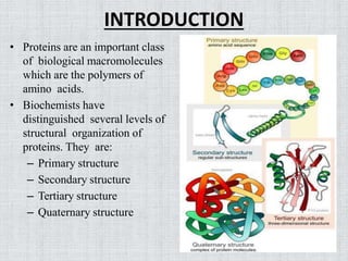 Secondary Structure Of A Protein