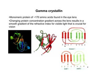 secondary_structure_of_protein)rkk_biok.pdf