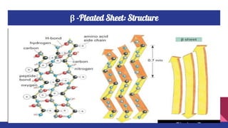 Secondary structure of proteins | PPTX