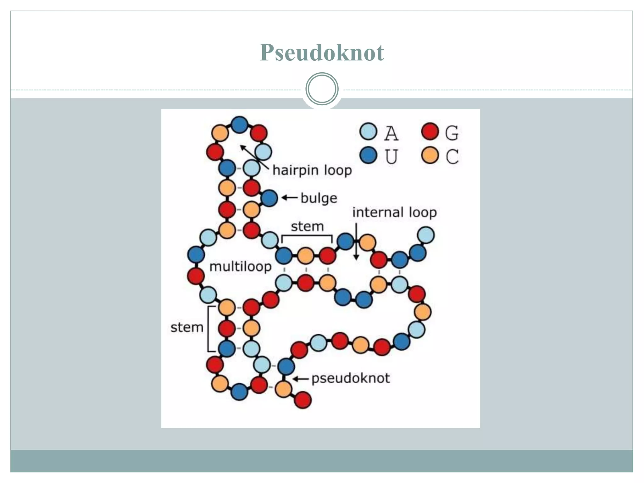 Secondary structure of rna and its predicting elements | PPTX