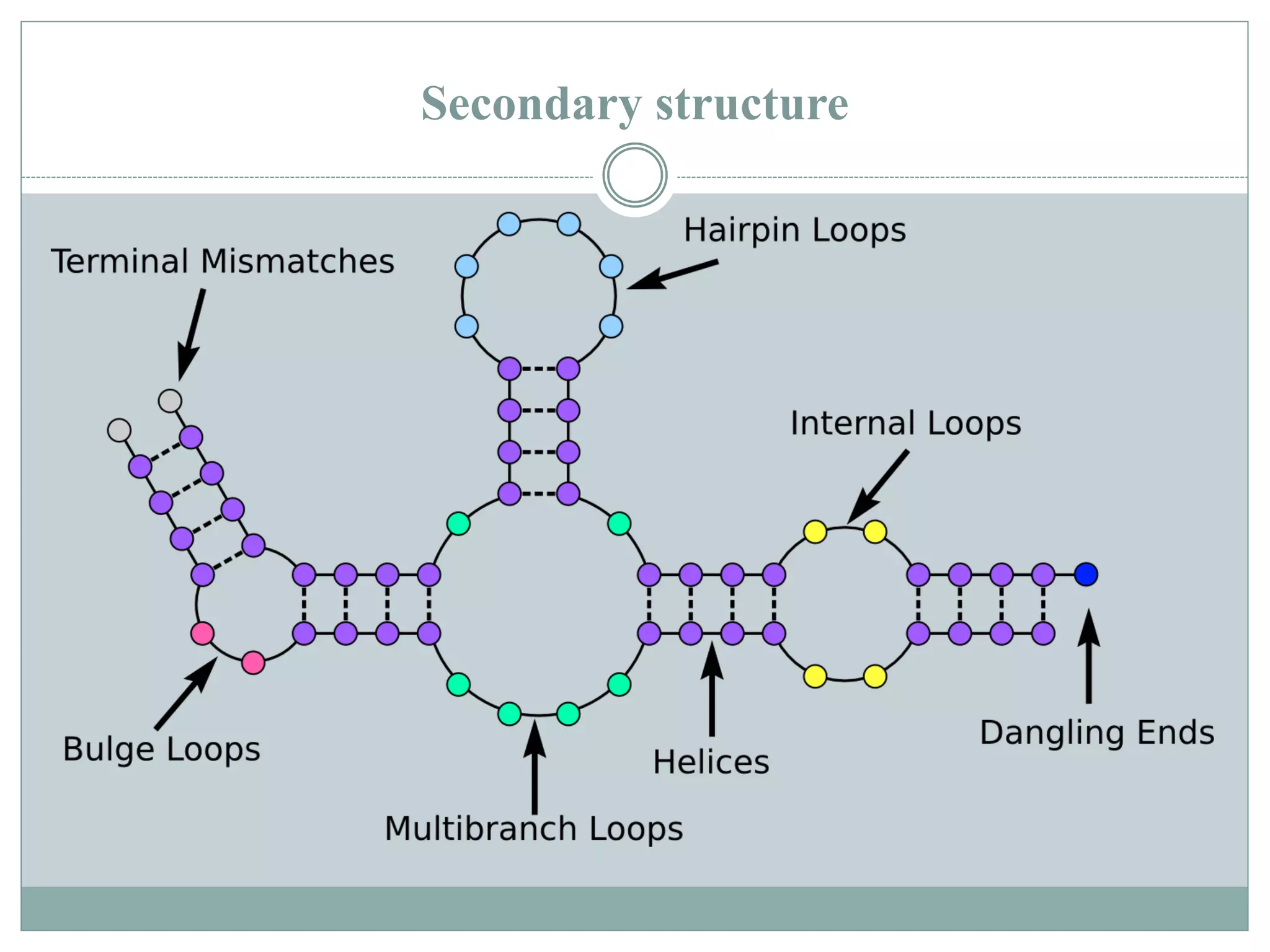 Secondary structure of rna and its predicting elements | PPTX