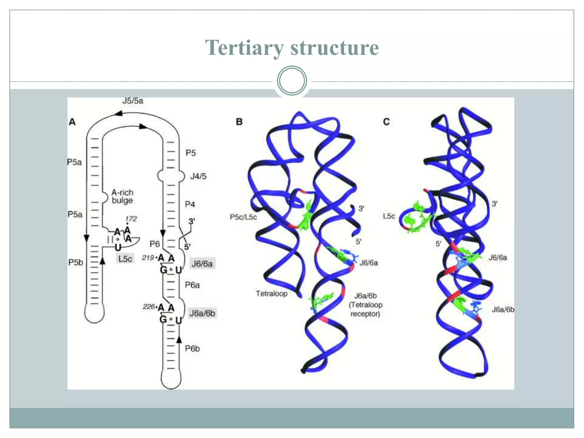 Secondary structure of rna and its predicting elements | PPTX