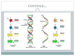Secondary structure of rna and its predicting elements | PPTX