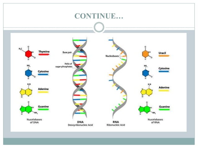 Secondary structure of rna and its predicting elements | PPTX