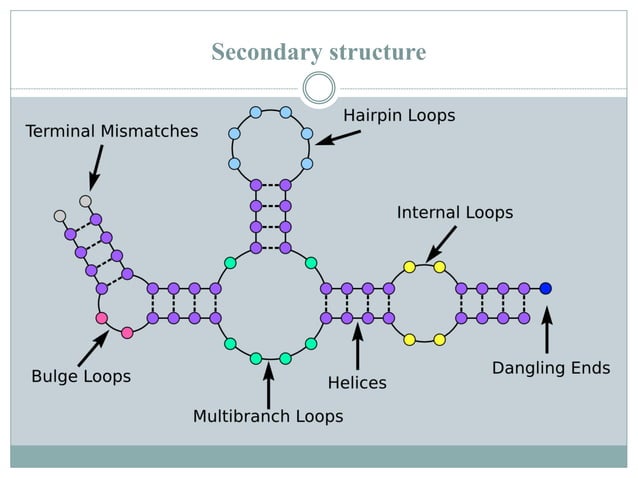 Secondary structure of rna and its predicting elements | PPTX
