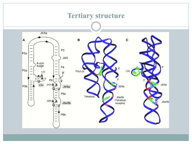 Secondary structure of rna and its predicting elements | PPTX