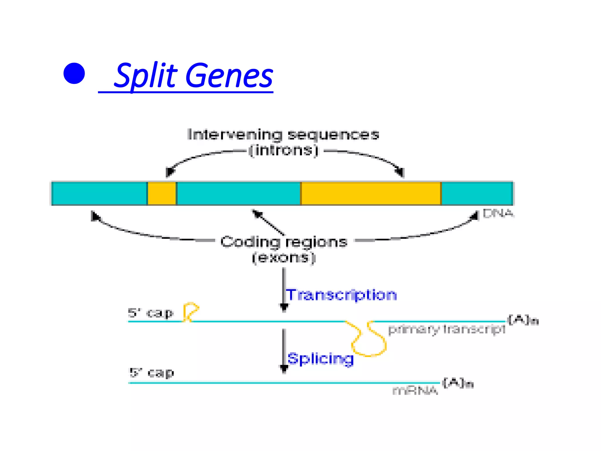 Second genetic code overlapping and split genes | PPTX