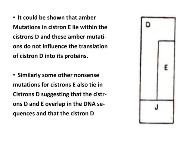 Second genetic code overlapping and split genes | PPTX | Chemistry ...