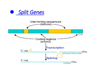 Second genetic code overlapping and split genes | PPTX