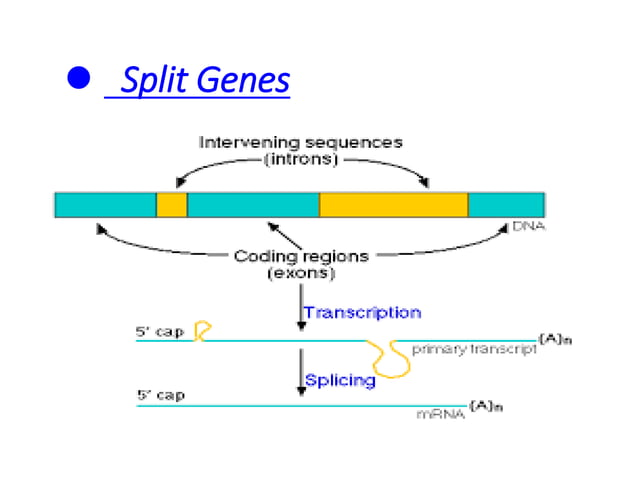 Second genetic code overlapping and split genes | PPTX | Chemistry ...