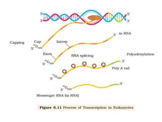 Second genetic code overlapping and split genes | PPTX