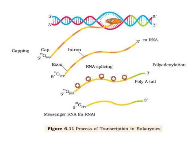 Second genetic code overlapping and split genes | PPTX | Chemistry ...