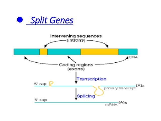 Second genetic code overlapping and split genes