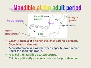 Mandible at Different Ages - Dentition | PPTX