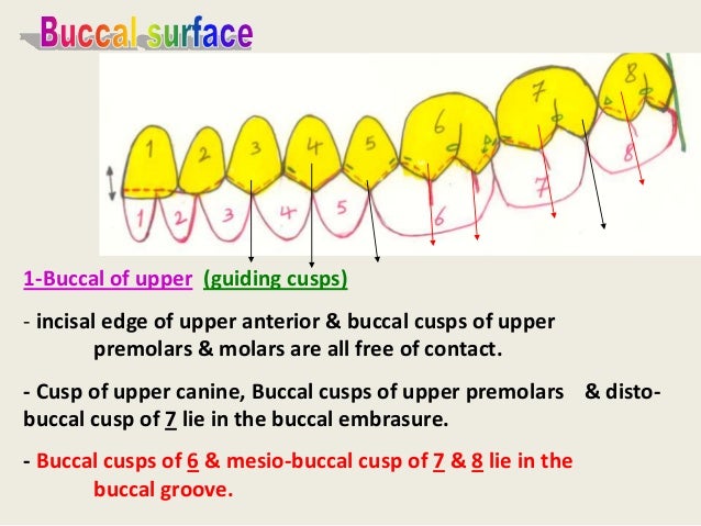 Mandible at Different Ages - Dentition