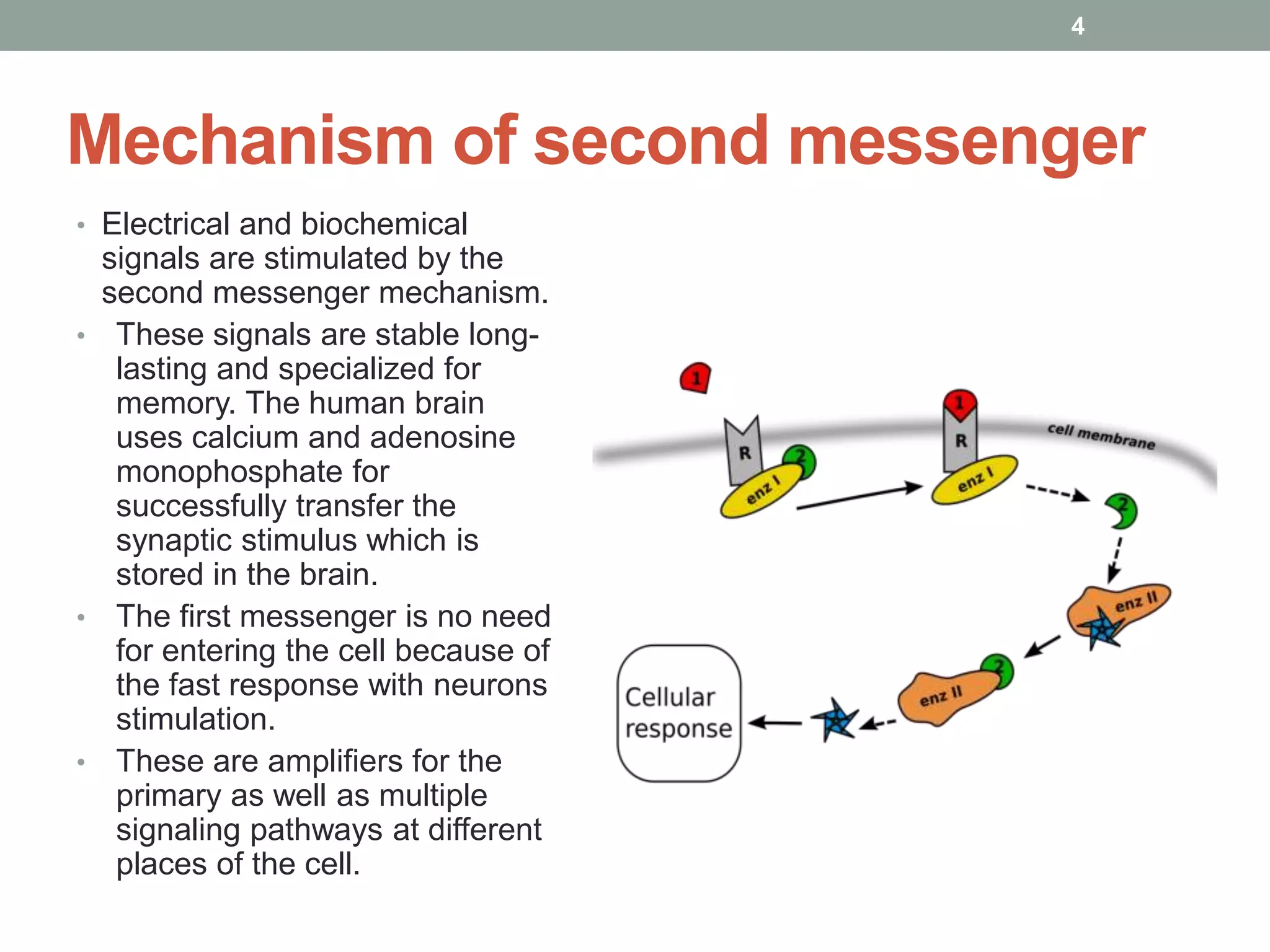 Second messenger | PPTX