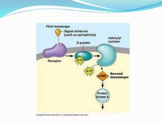 SECOND MESSENGER.pptx
